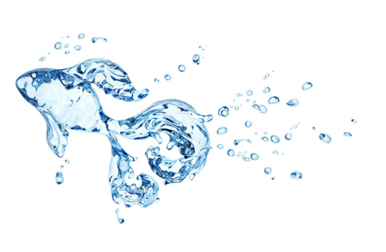 Ce que connait le cœur du poisson