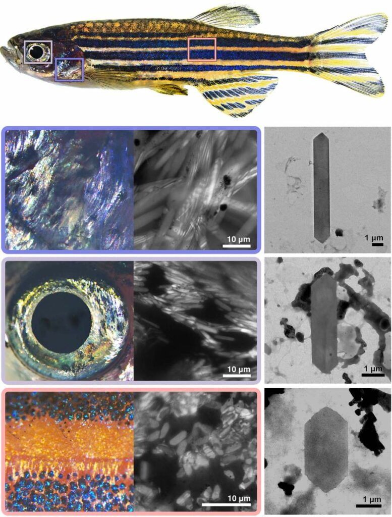 Le menu des cristaux du poisson-zèbre : Les cristaux de l’opercule des ...