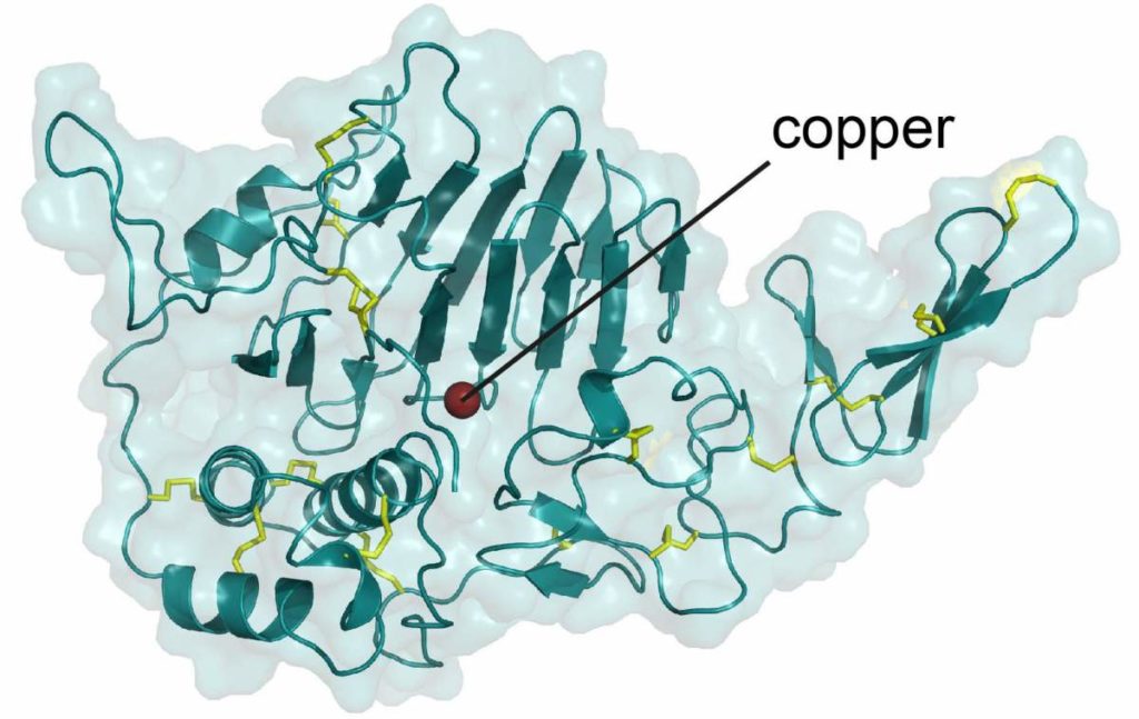 Diagramme structurel montrant la région d’une molécule de mucine qui ...