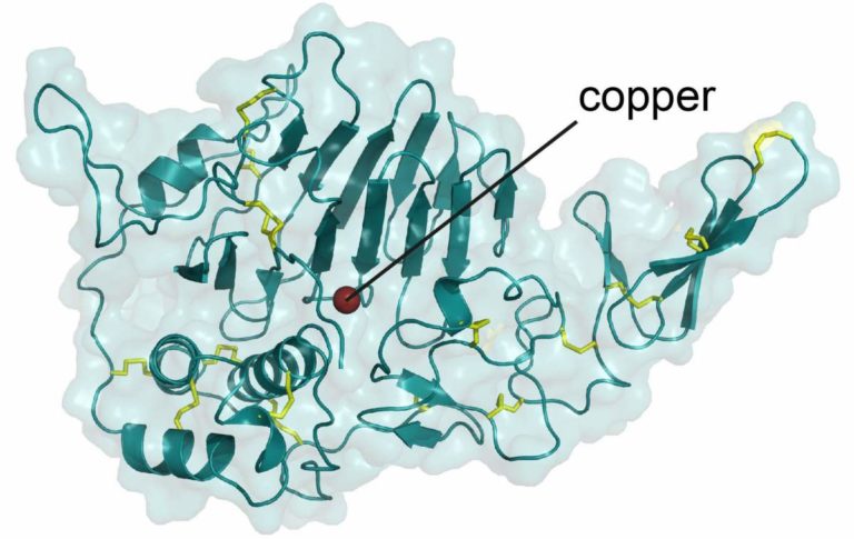 Diagramme structurel montrant la région d’une molécule de mucine qui ...